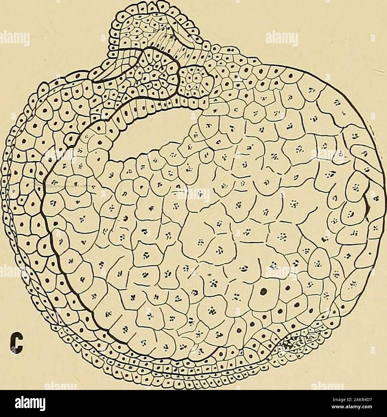 Regeneration . Fig. 61.— After Roux. A Section of semi-blastula of ...