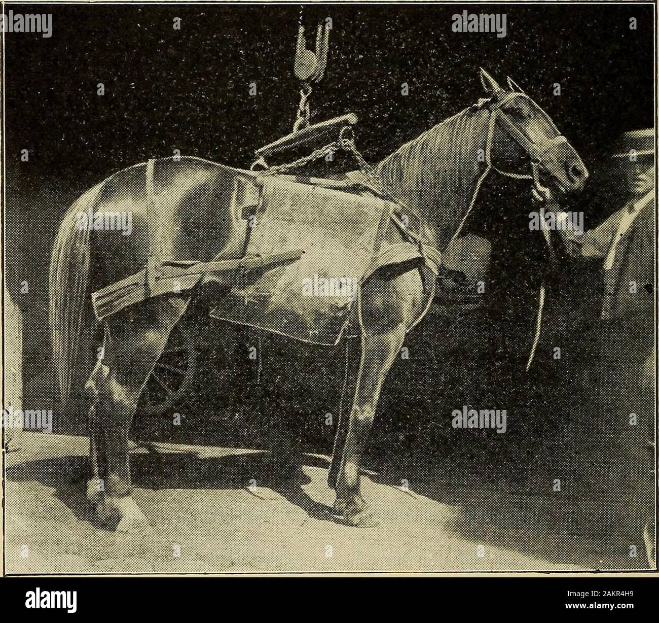 Scapula animal hi-res stock photography and images - Alamy