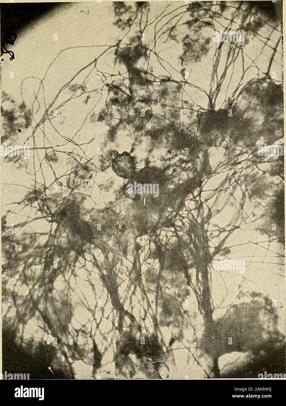 Maf the dog hi-res stock photography and images - Alamy