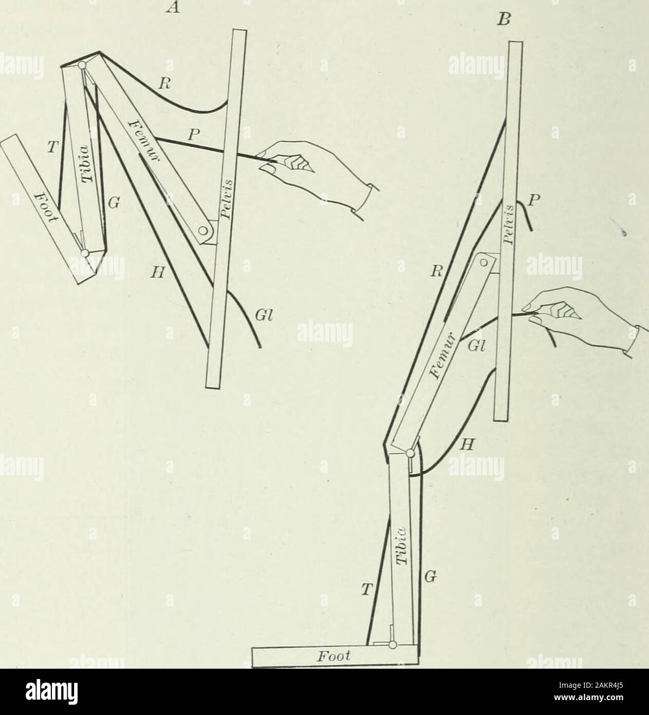 Applied anatomy and kinesiology; the mechanism of muscular movement ...