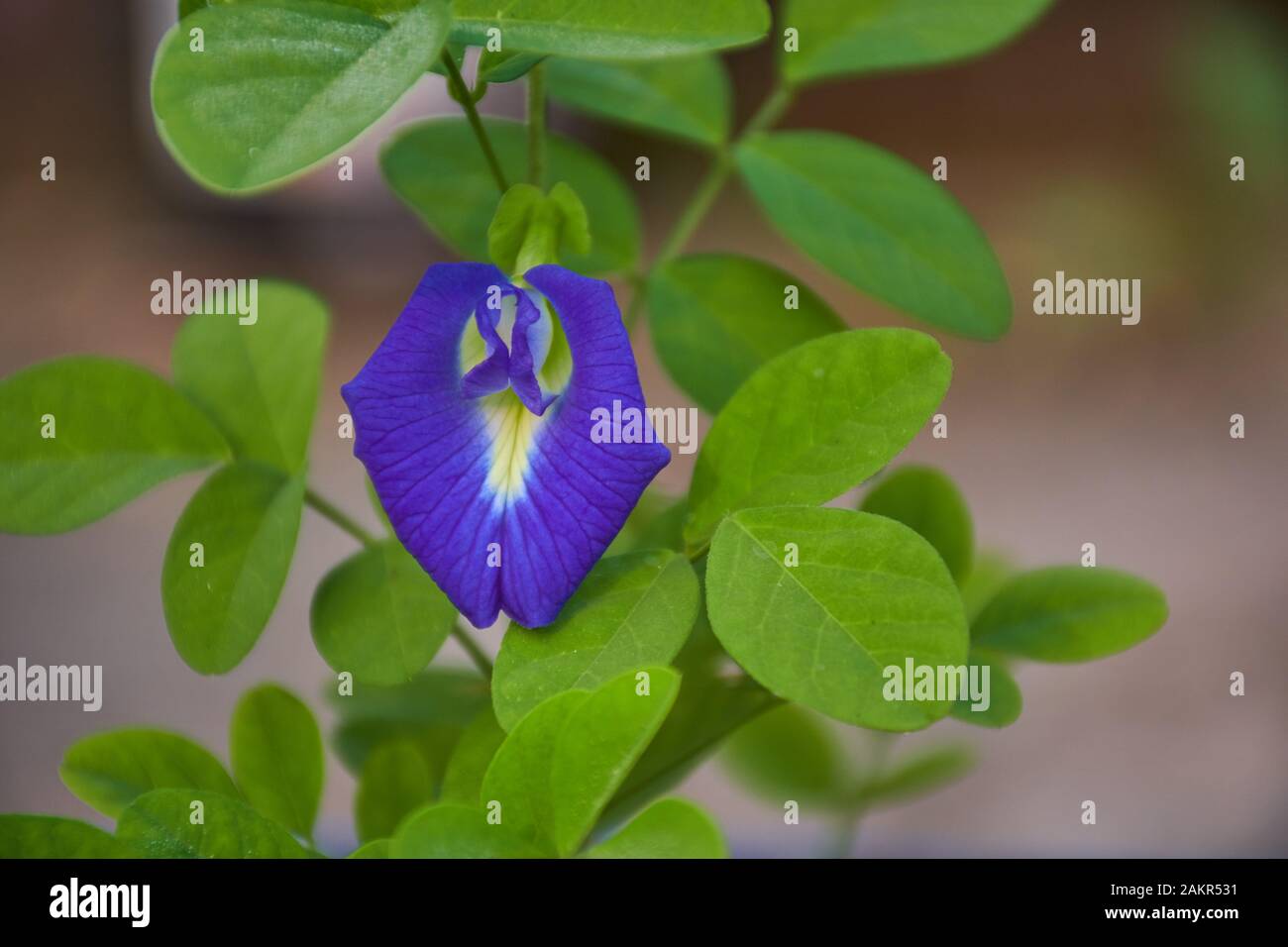 Blue Asian pigeonwings with green leaves, this flower is also known as ...