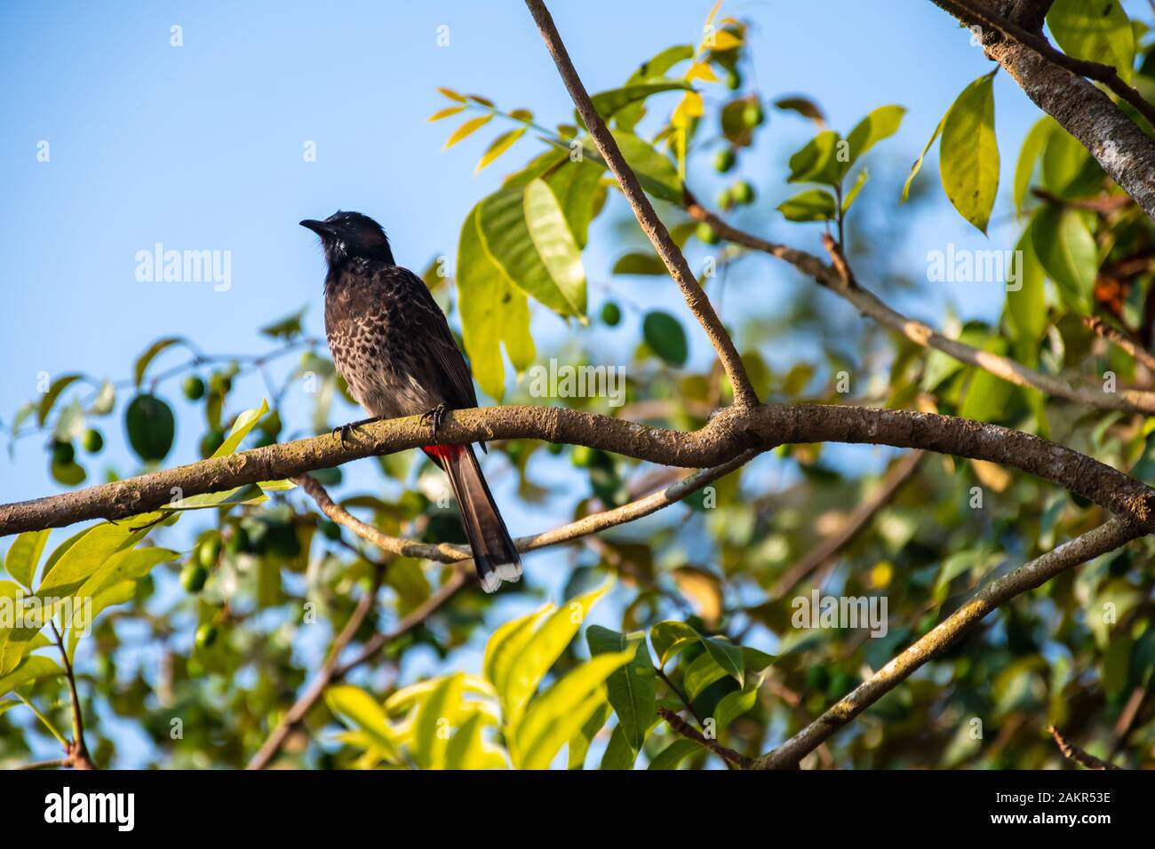 Mahogany tree hi-res stock photography and images - Alamy