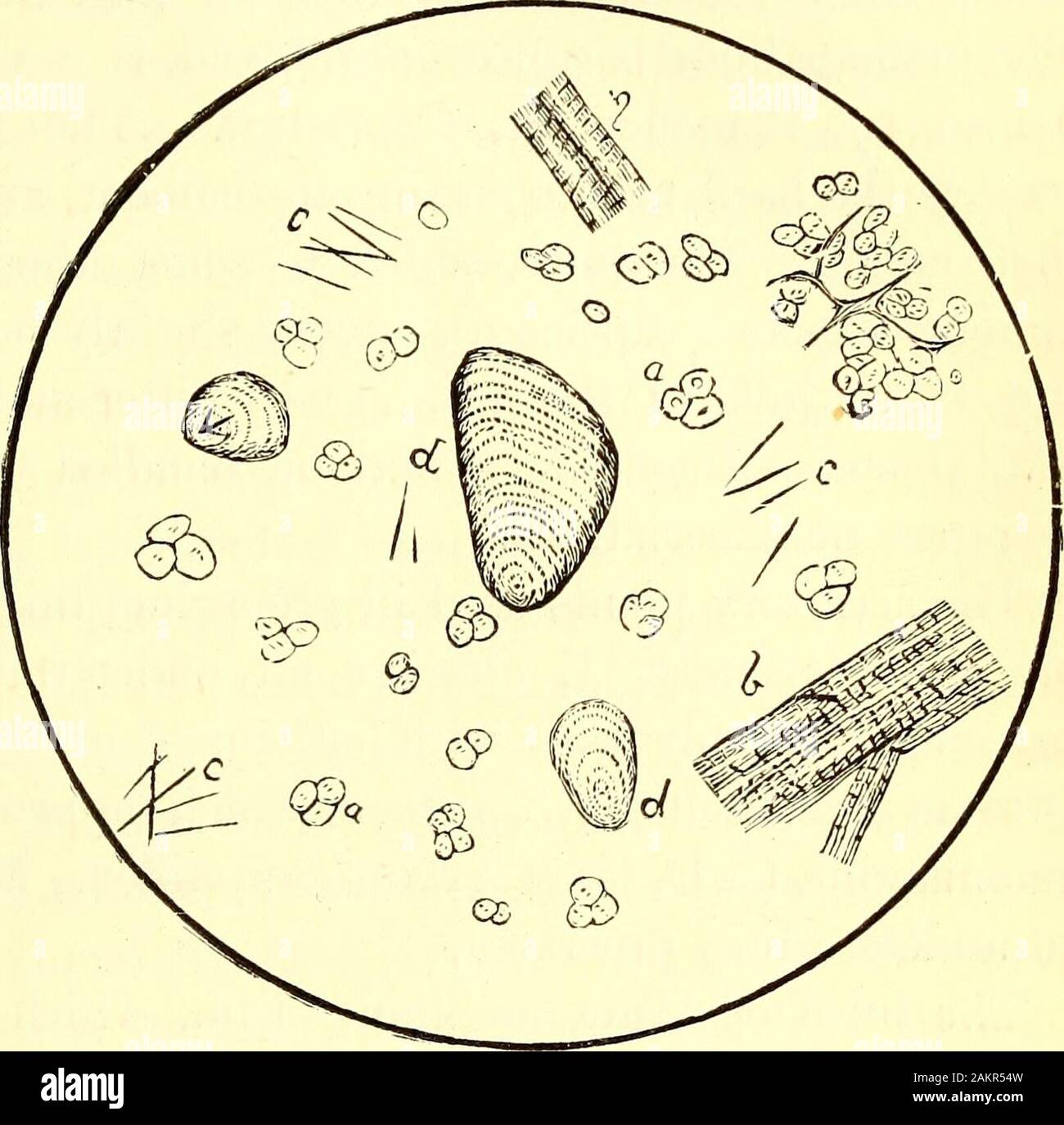 Potato Starch Under Microscope