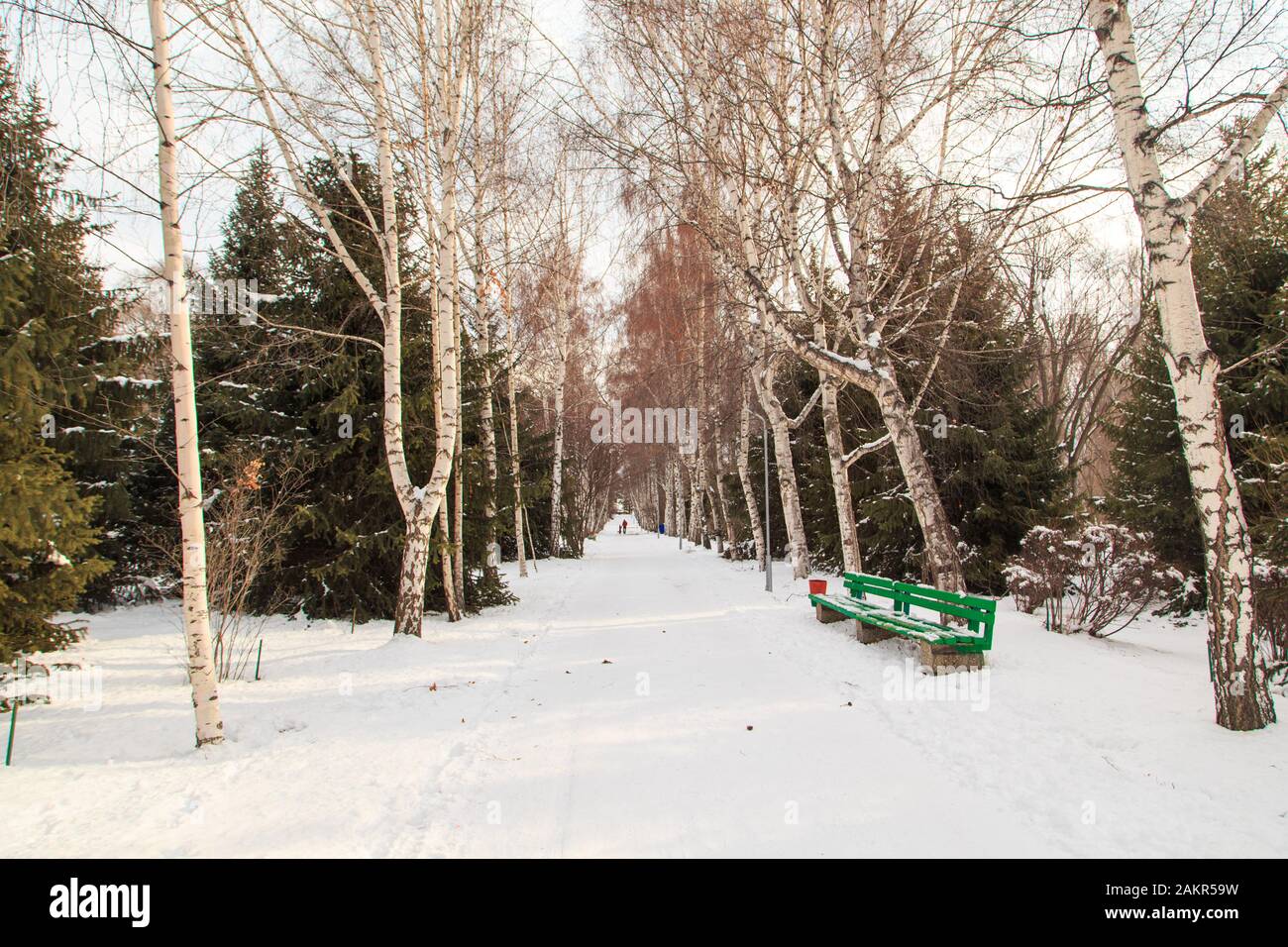 Winter park walking alley. A path made from green trees of Christmas ...