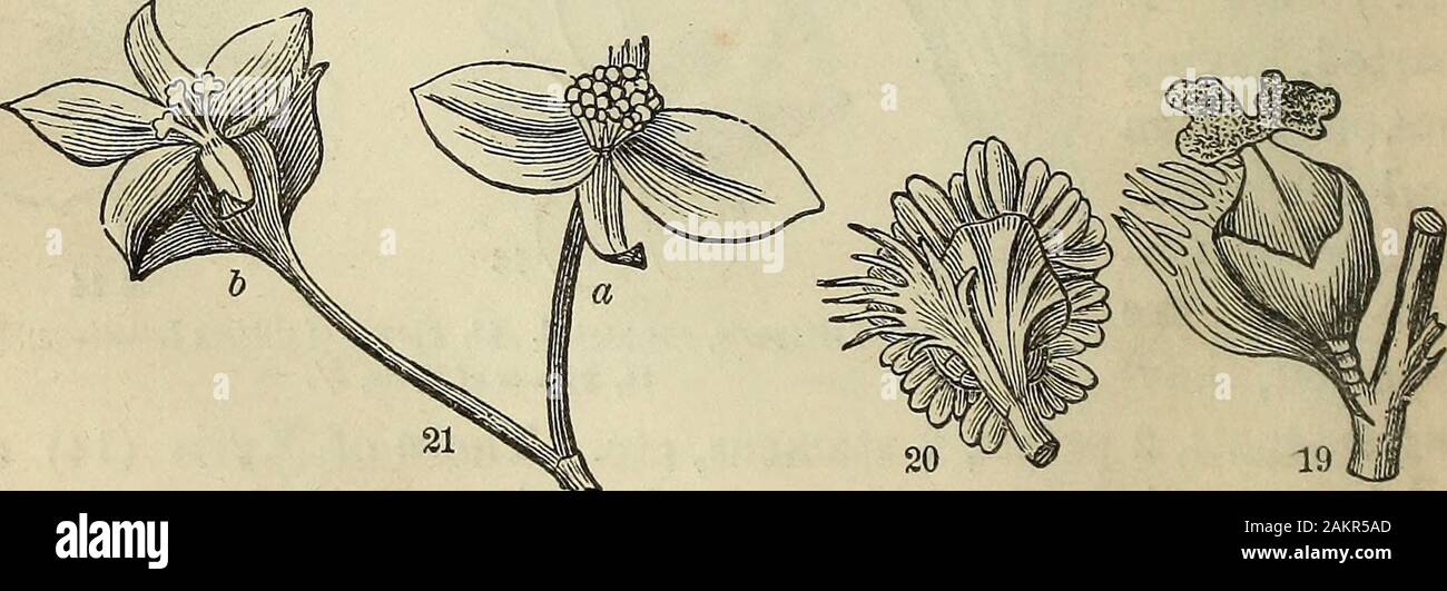 The American botanist and florist; including lessons in the structure ...