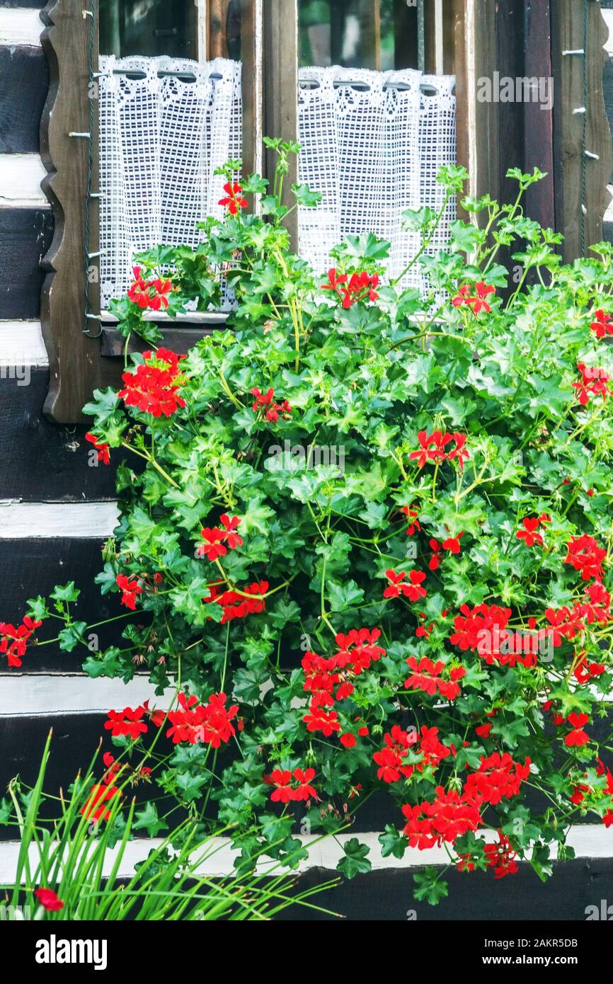 Pelargonium Pots High Resolution Stock Photography and Images - Alamy