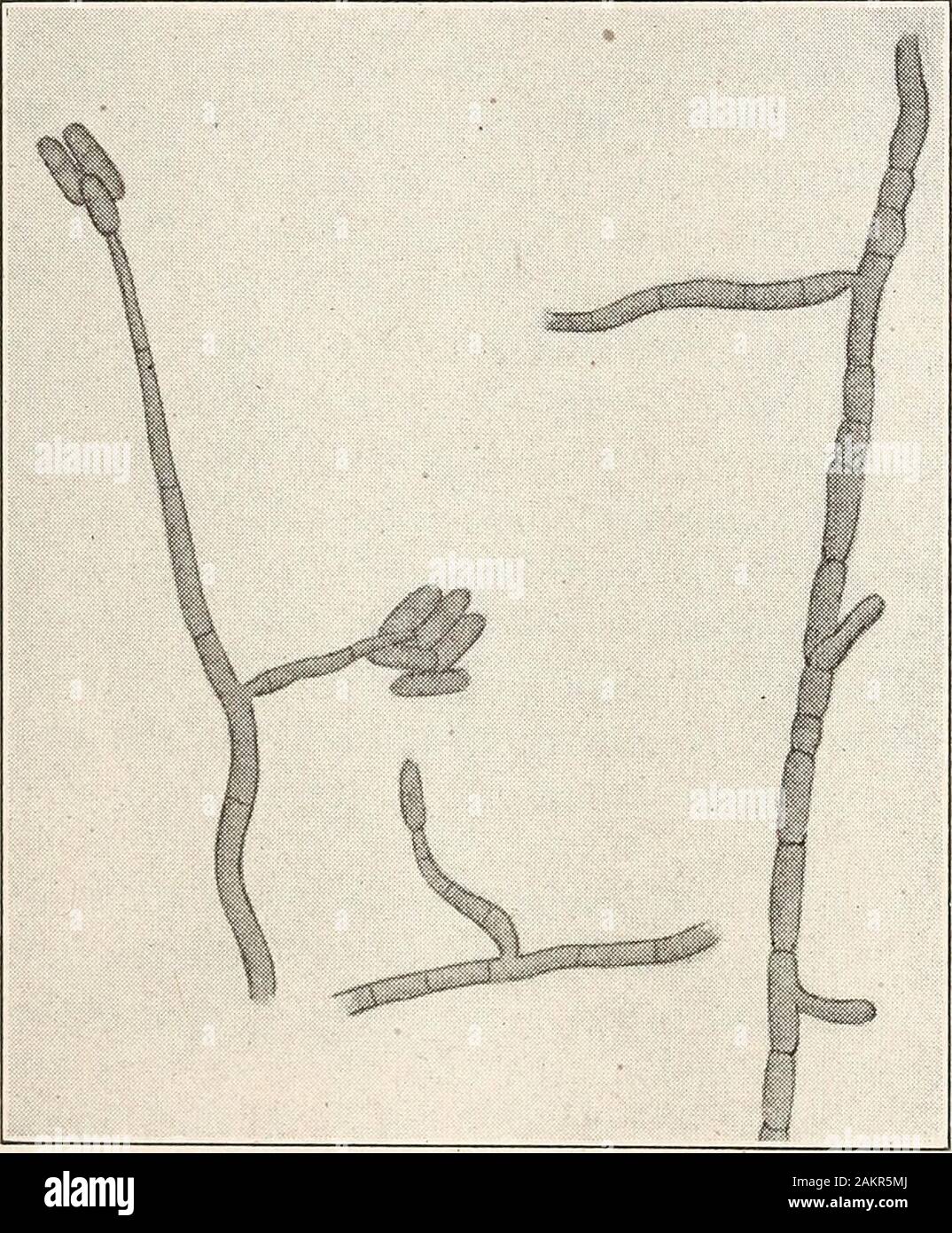 Stages of growth of fungi hi-res stock photography and images - Alamy