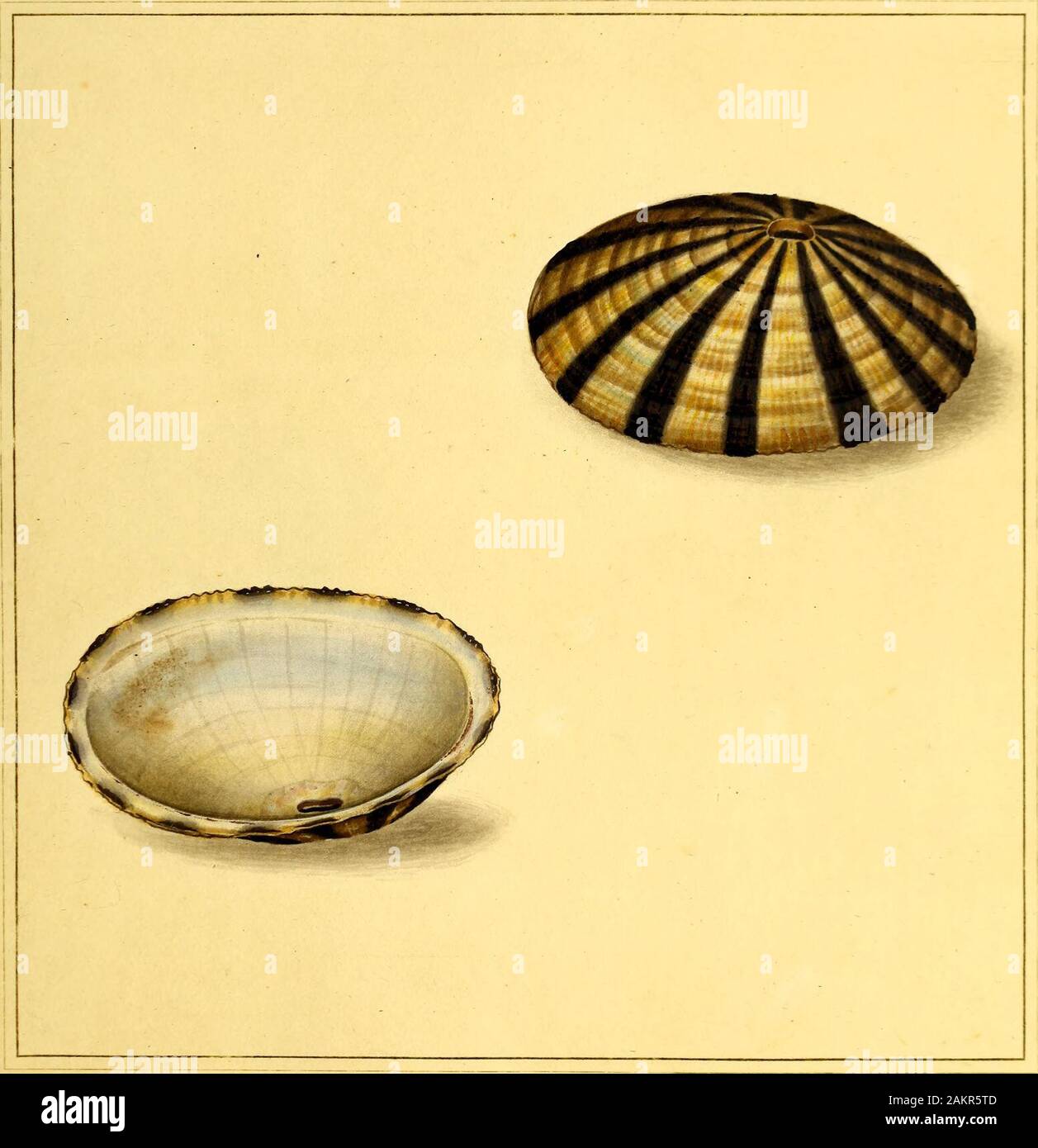 The universal conchologist : exhibiting the figure of every known shell ...