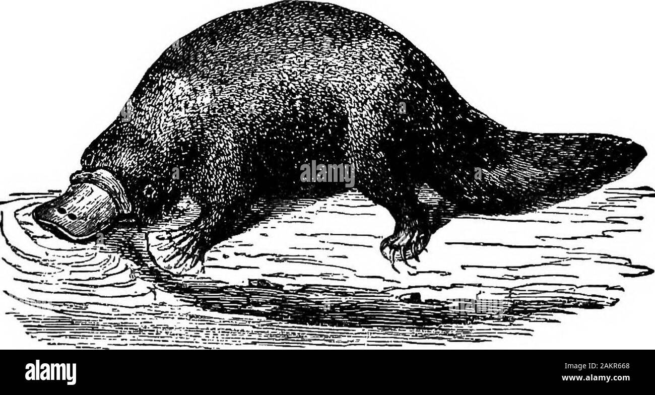 Long tailed hare Cut Out Stock Images & Pictures - Alamy