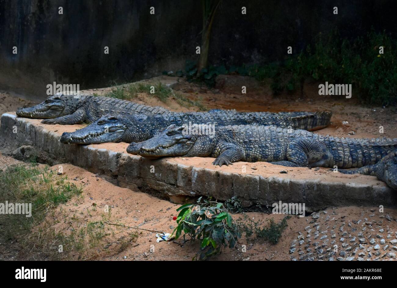 crocodiles in a forest Stock Photo - Alamy