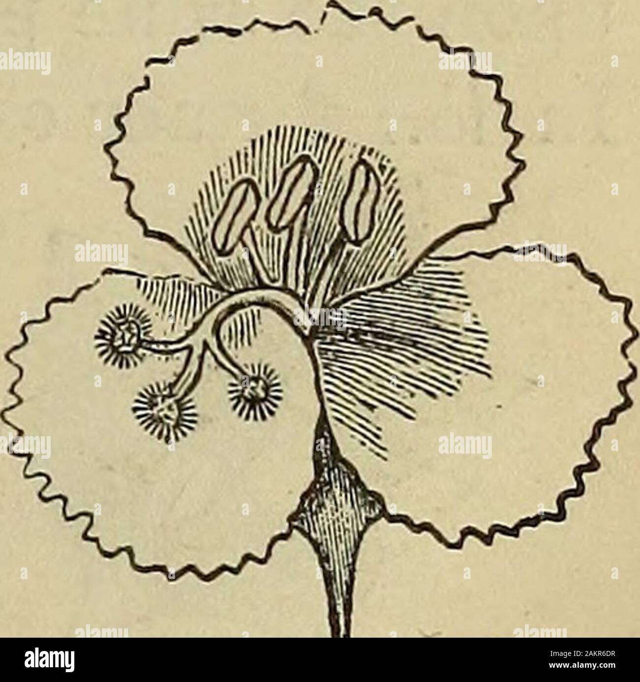 Trimerous flower hi-res stock photography and images - Alamy