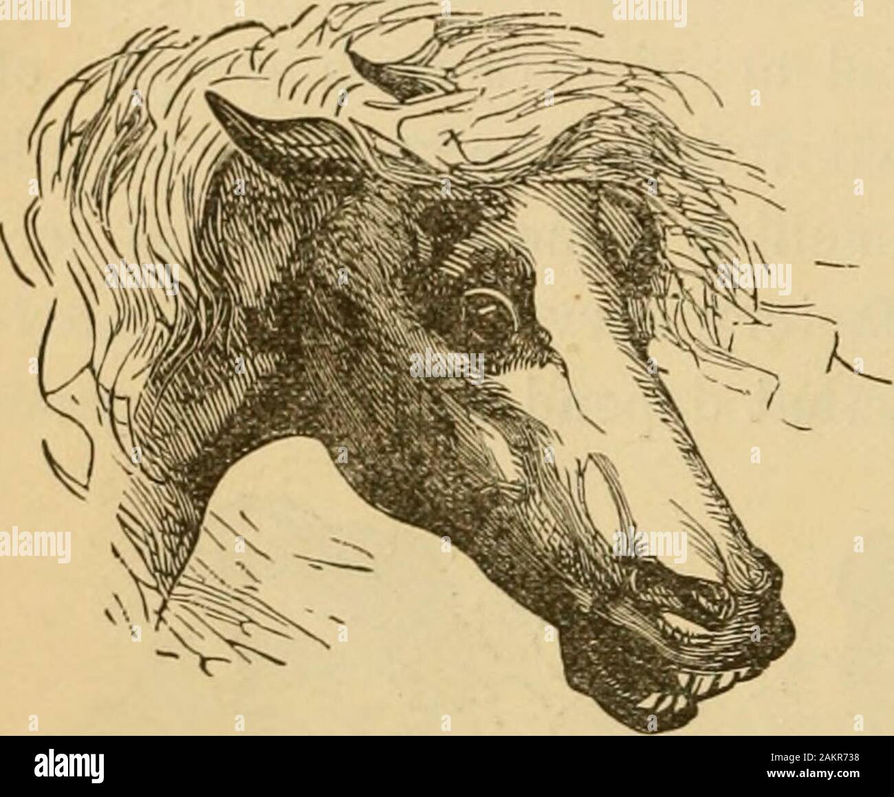 The art of taming and educating the horse : with details of management ...