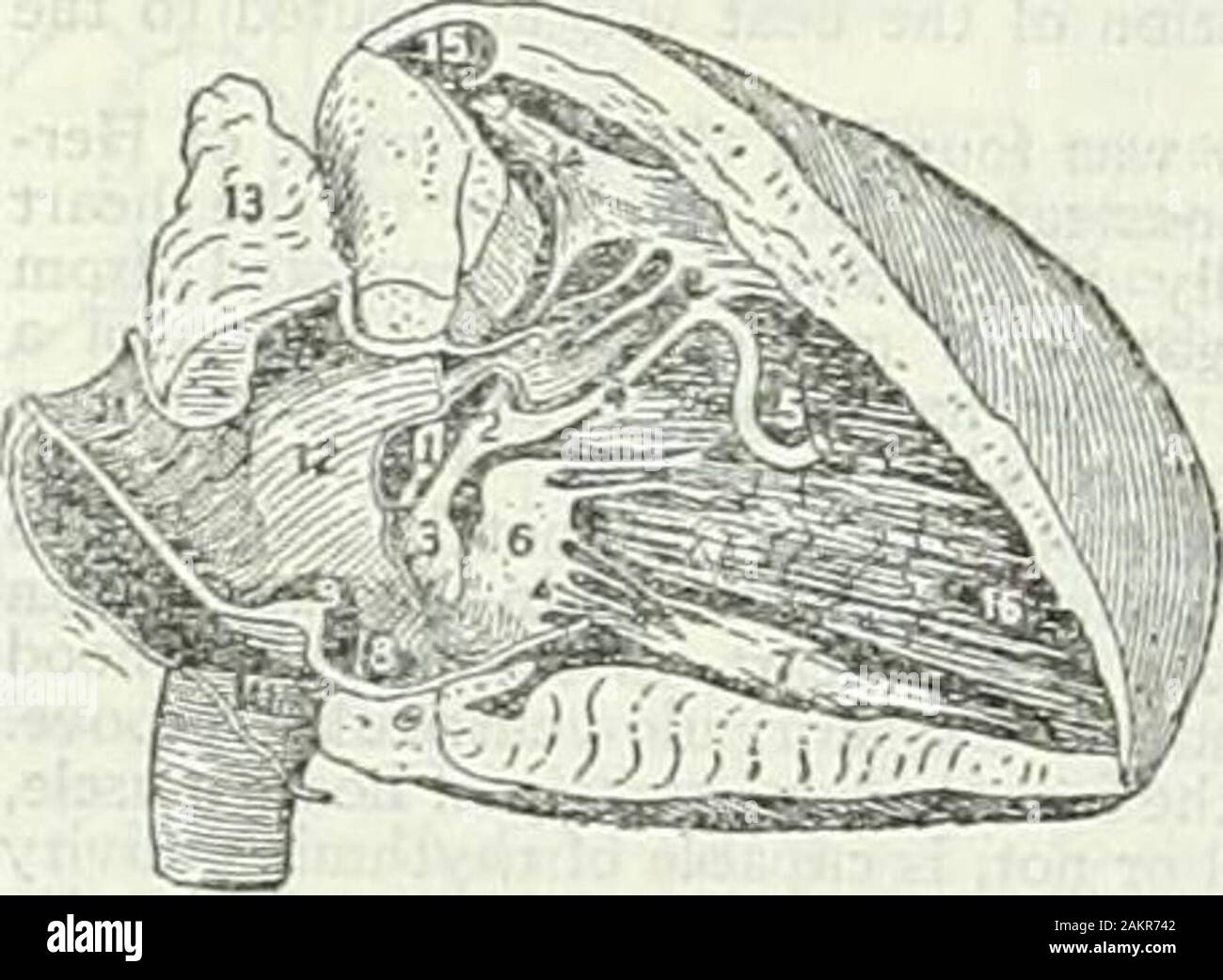 Auncle hi-res stock photography and images - Alamy