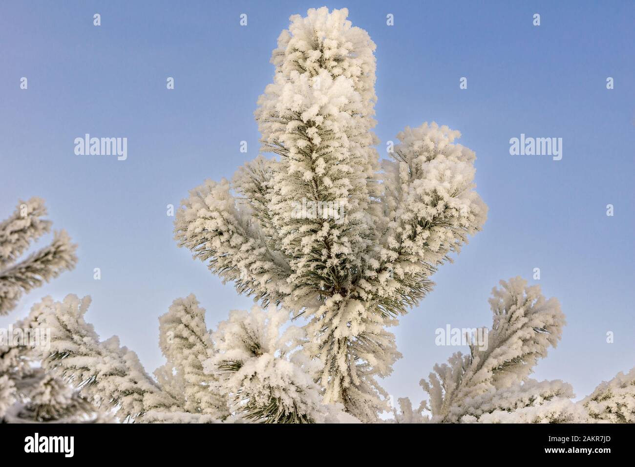 Cold and blizzard hi-res stock photography and images - Alamy