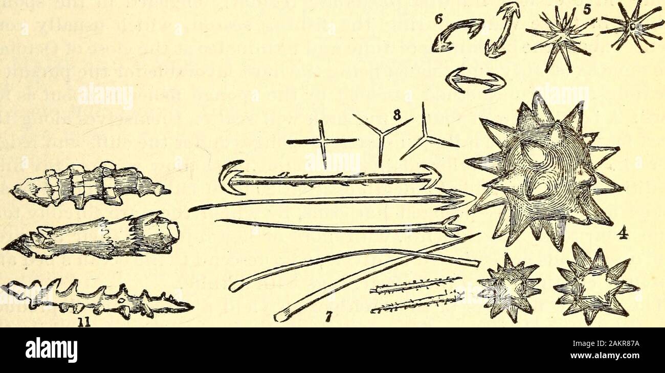 Lyre shaped tail hi-res stock photography and images - Alamy