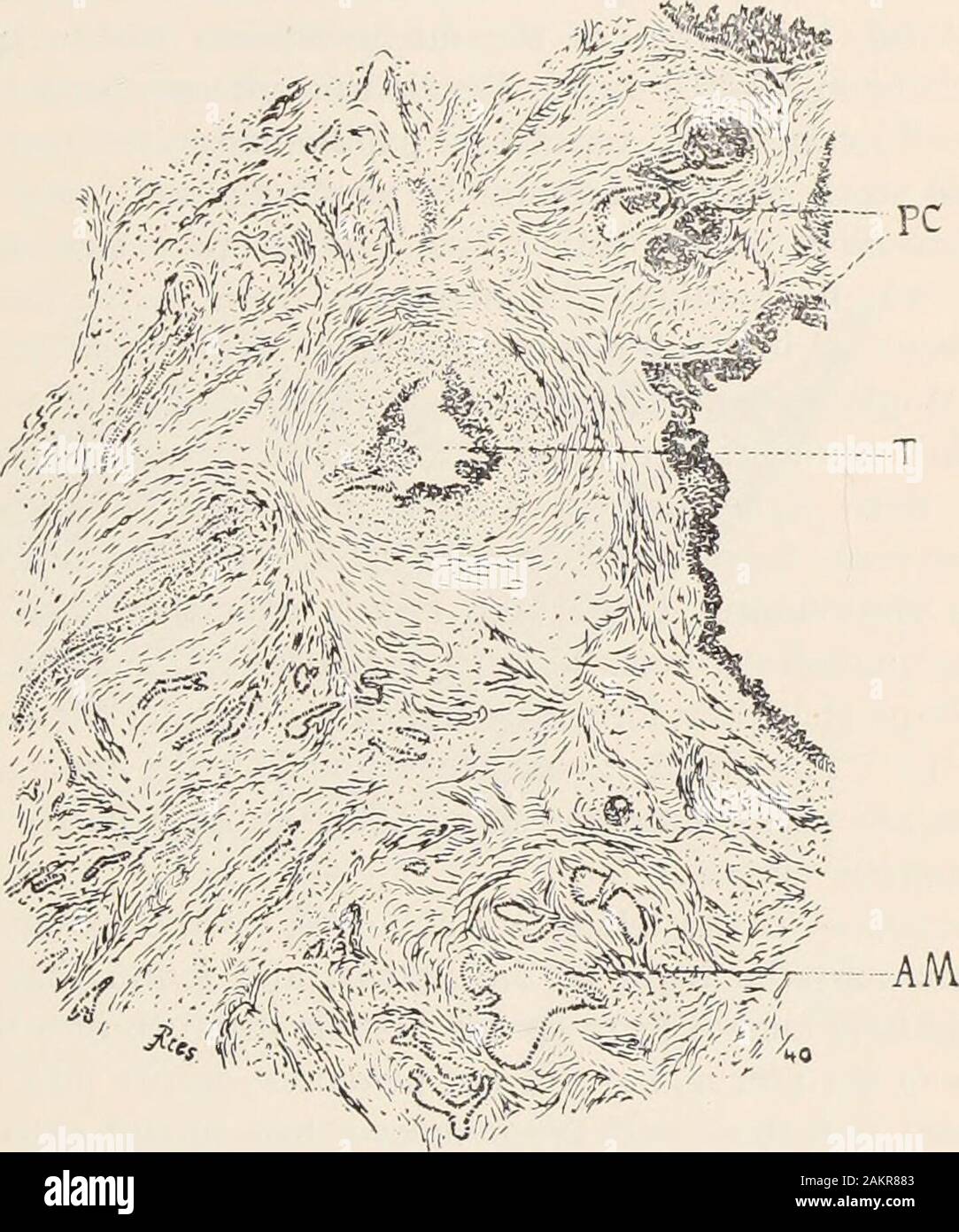 Isthmic hi-res stock photography and images - Alamy