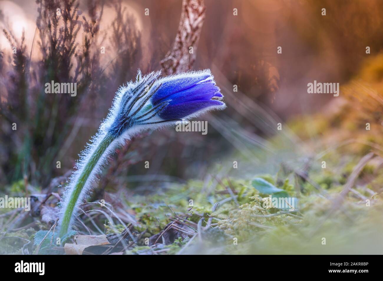 Wild Pasque flower blooming in the field Stock Photo - Alamy