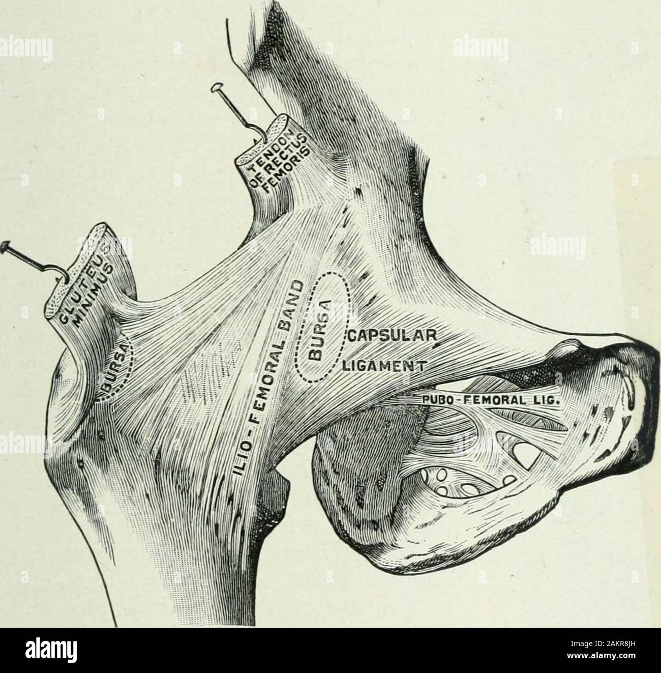 Hip flexion muscles hi-res stock photography and images - Alamy