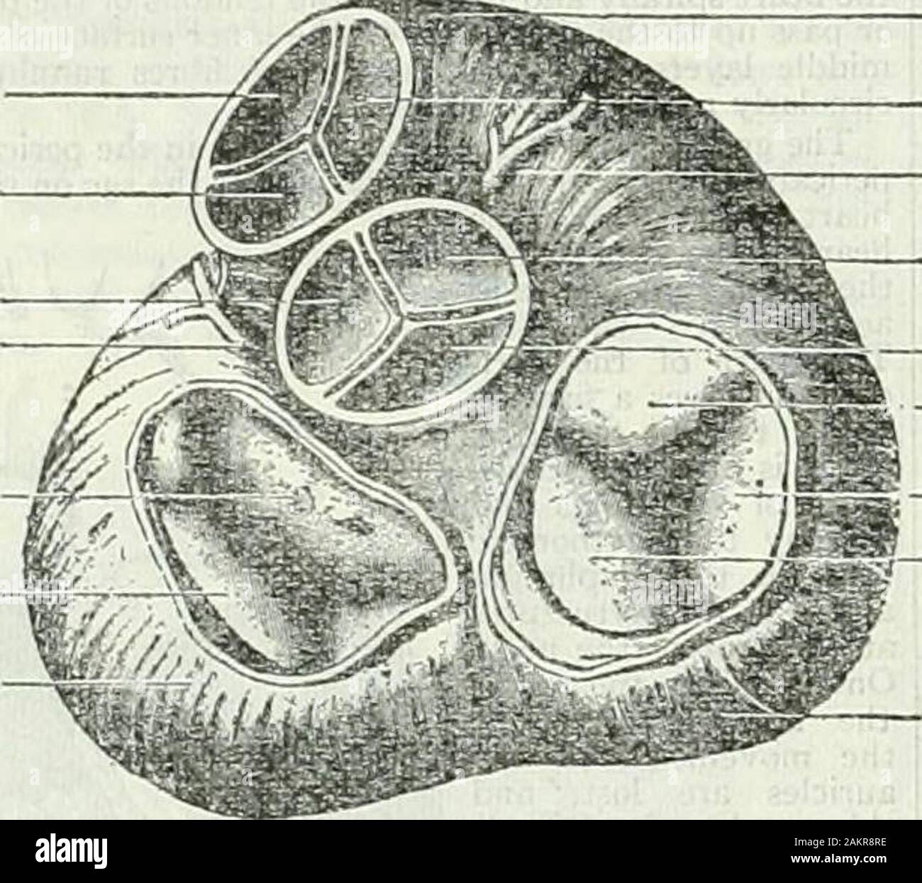 Auriculo ventricular orifices hi-res stock photography and images - Alamy