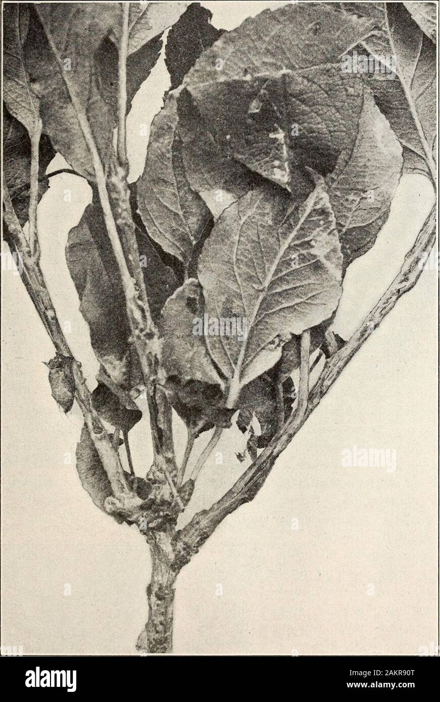 Rhizomorphic mycelium hi-res stock photography and images - Alamy