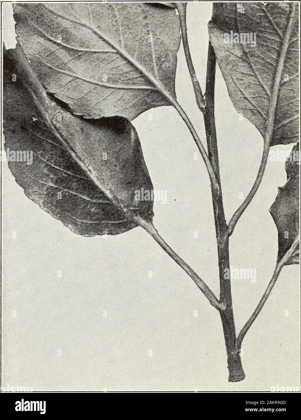 Rhizomorphic mycelium hi-res stock photography and images - Alamy