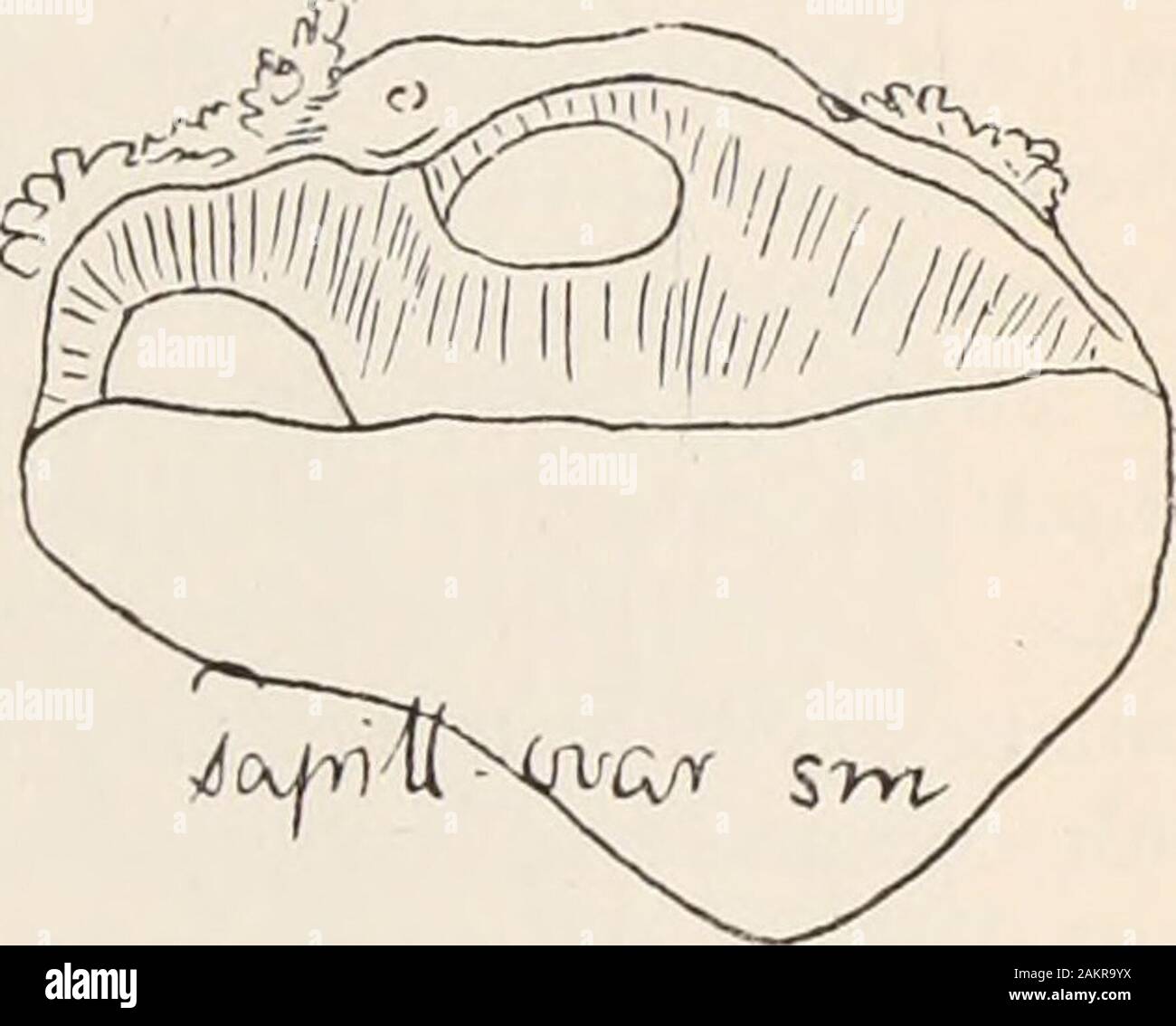 American gynaecological and obstetrical journal. . uterussomewhat ...