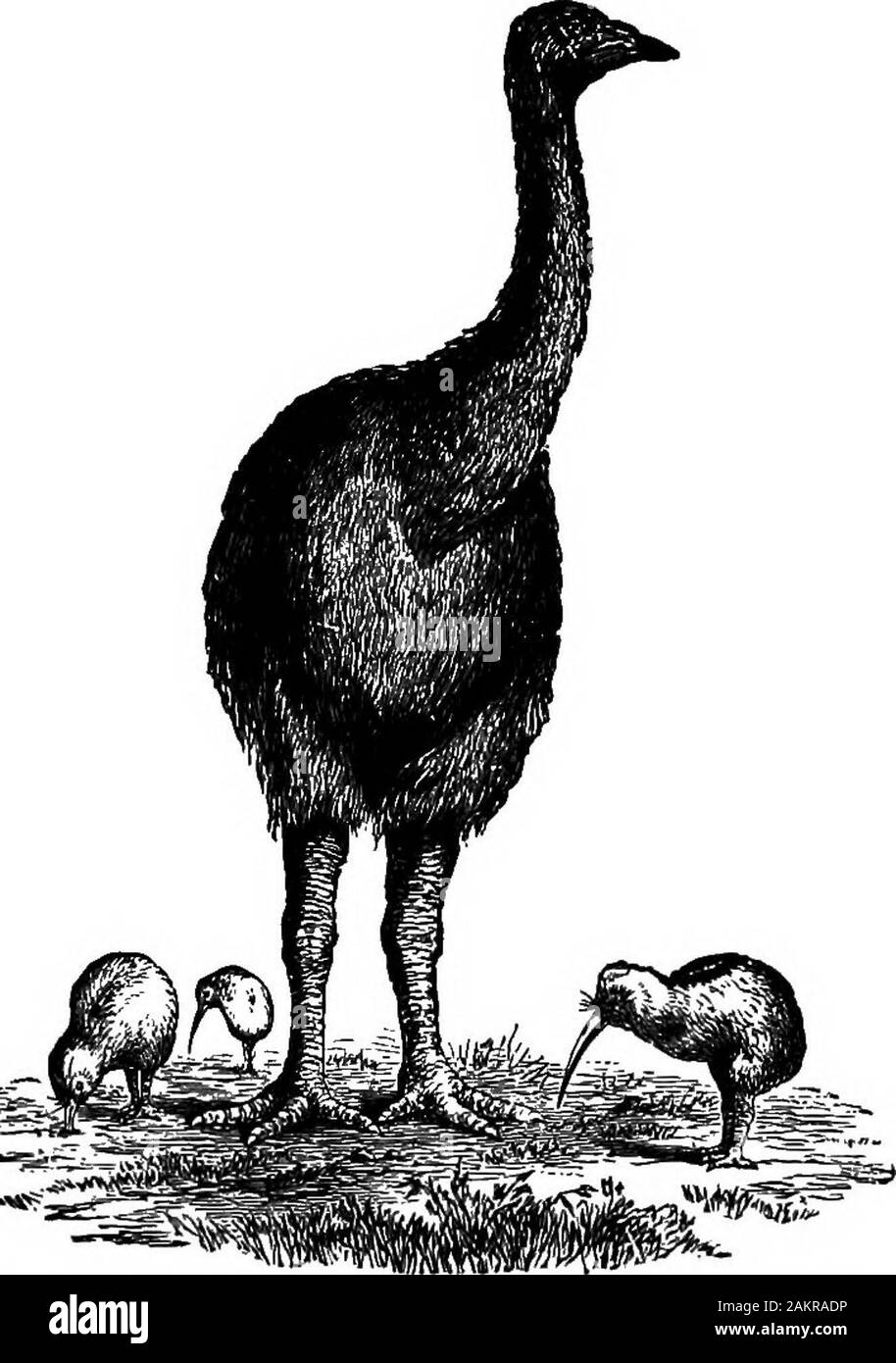 Birds with teeth hi-res stock photography and images - Alamy