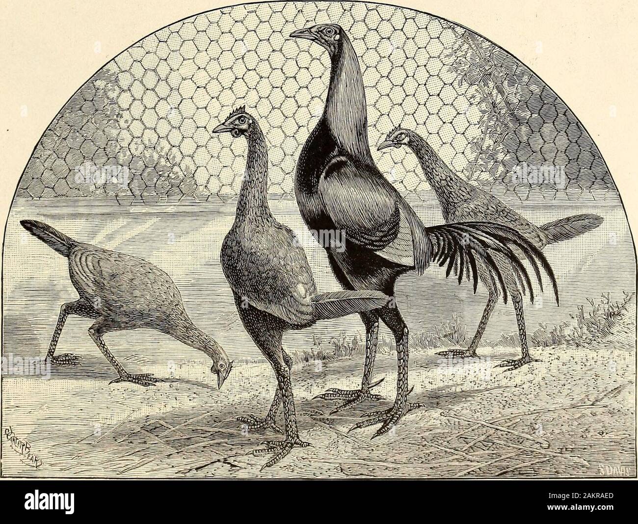 Game fowl monthly magazine hi-res stock photography and images - Alamy