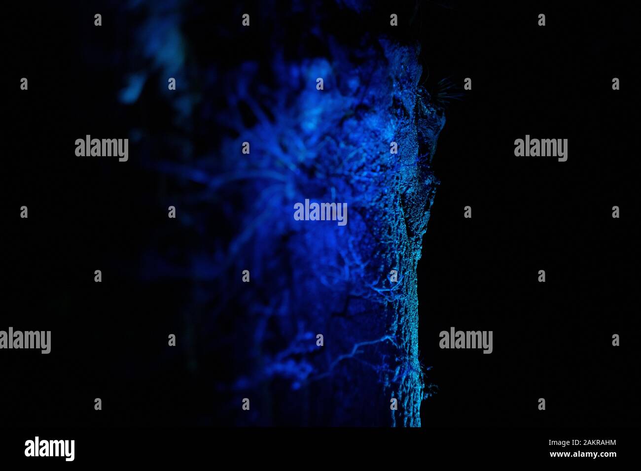 Heligan by Night 2019 Stock Photo - Alamy