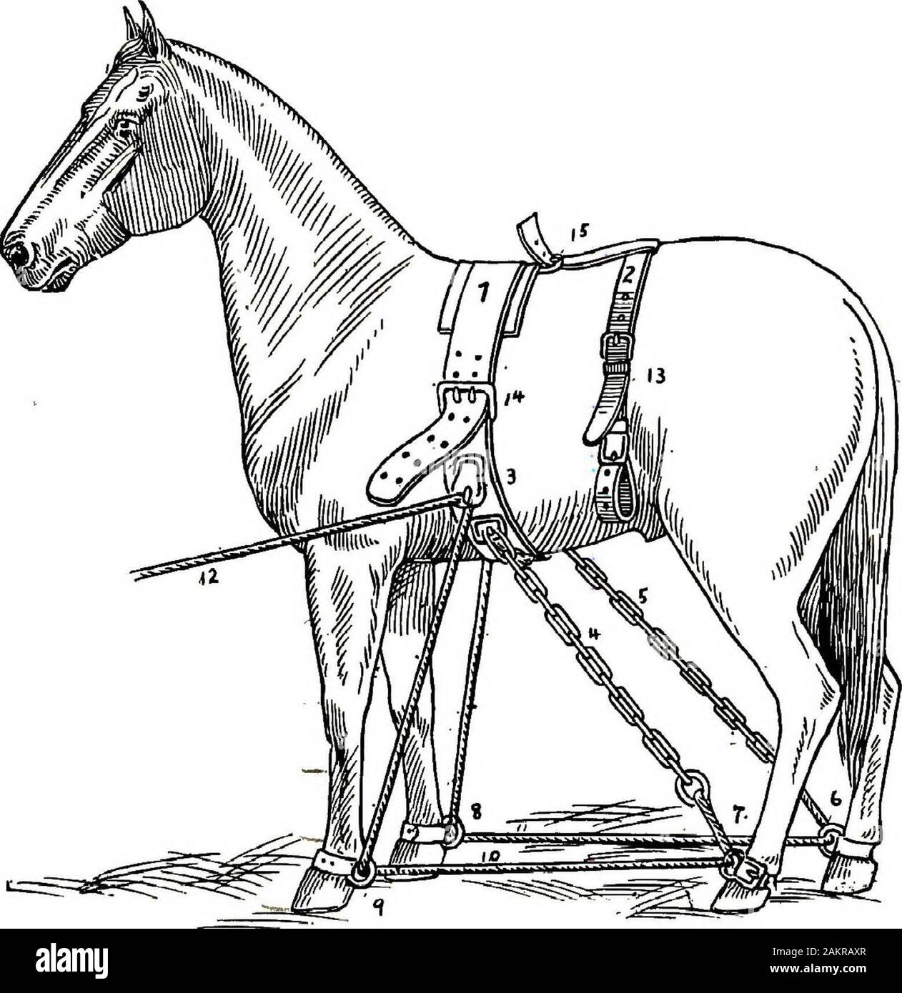 Restraint of domestic animals; a book for the use of students and ...