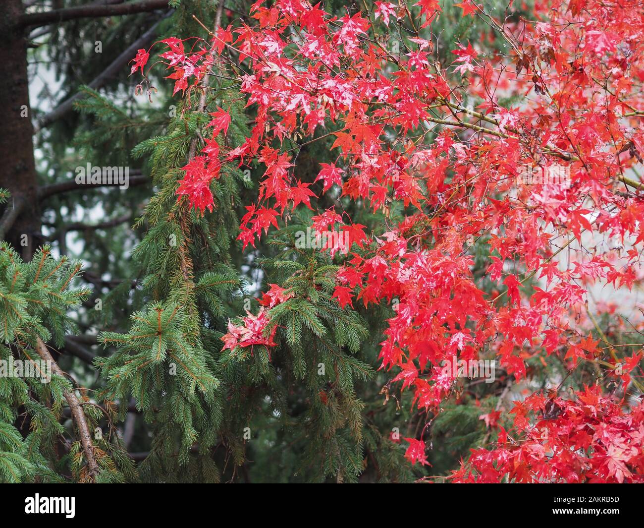 Green pine tree and red maple tree useful as a Christmas background ...