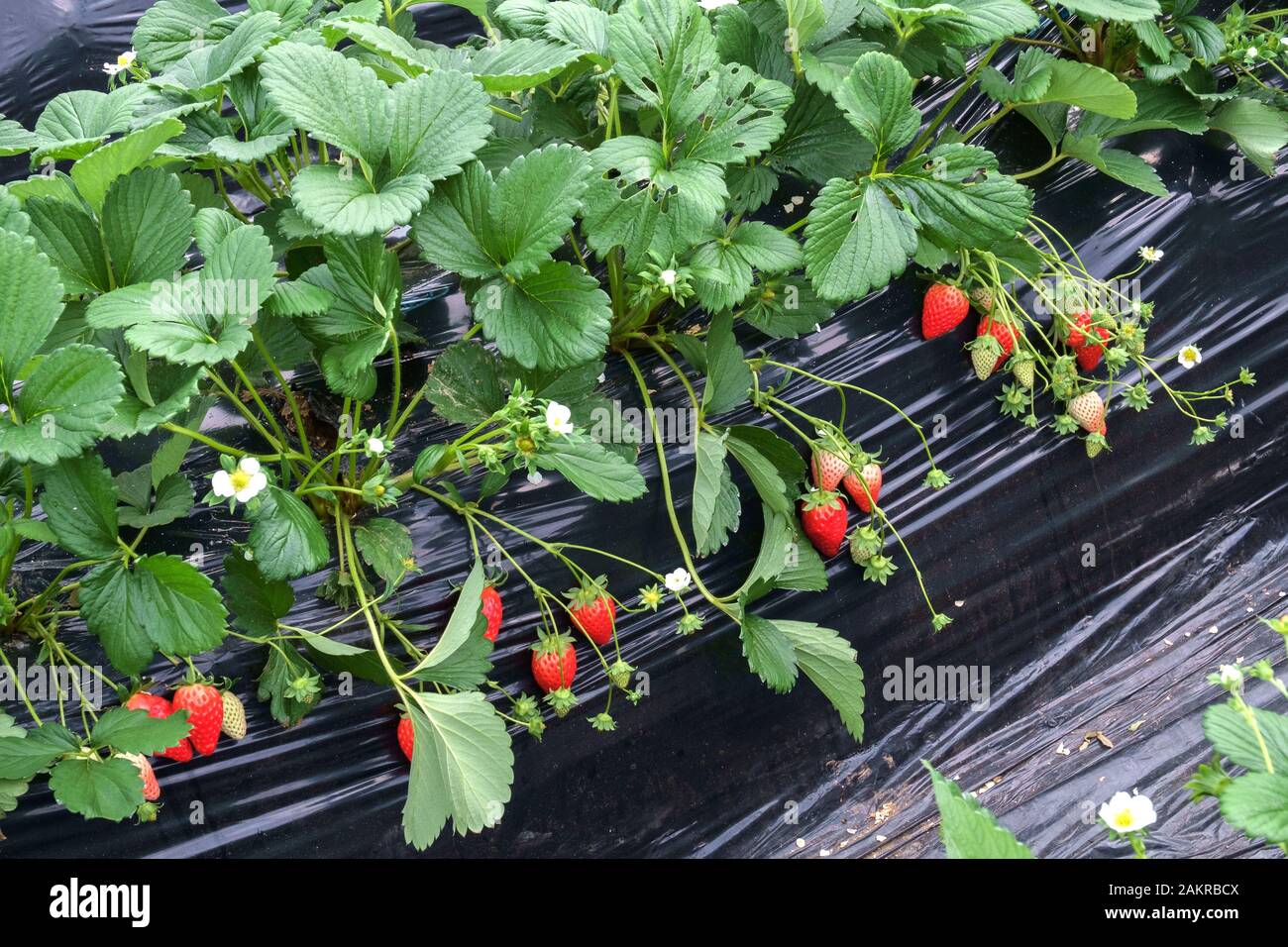 Greenhouse strawberry cultivation production in the countryside of ...
