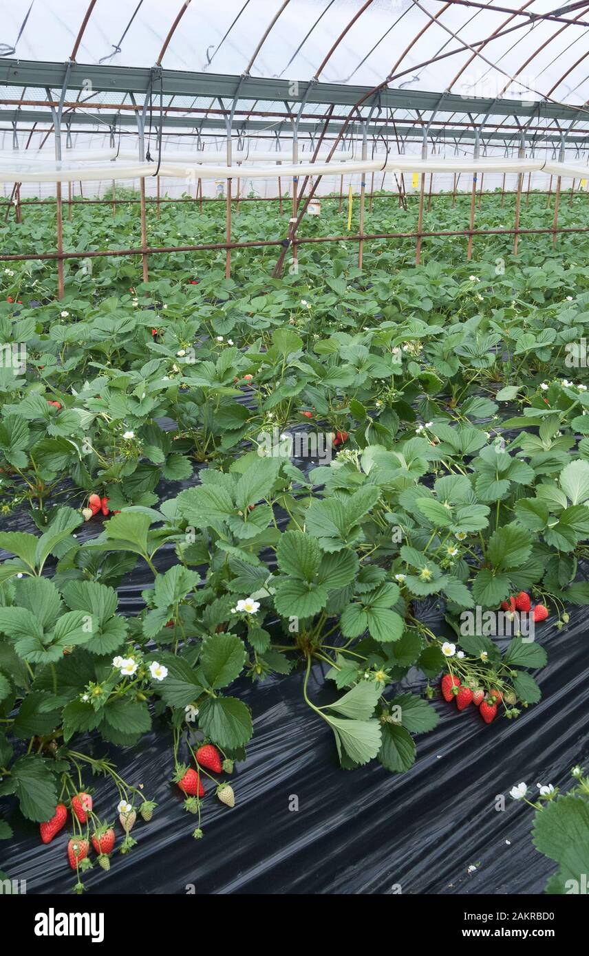 Greenhouse strawberry cultivation production in the countryside of ...