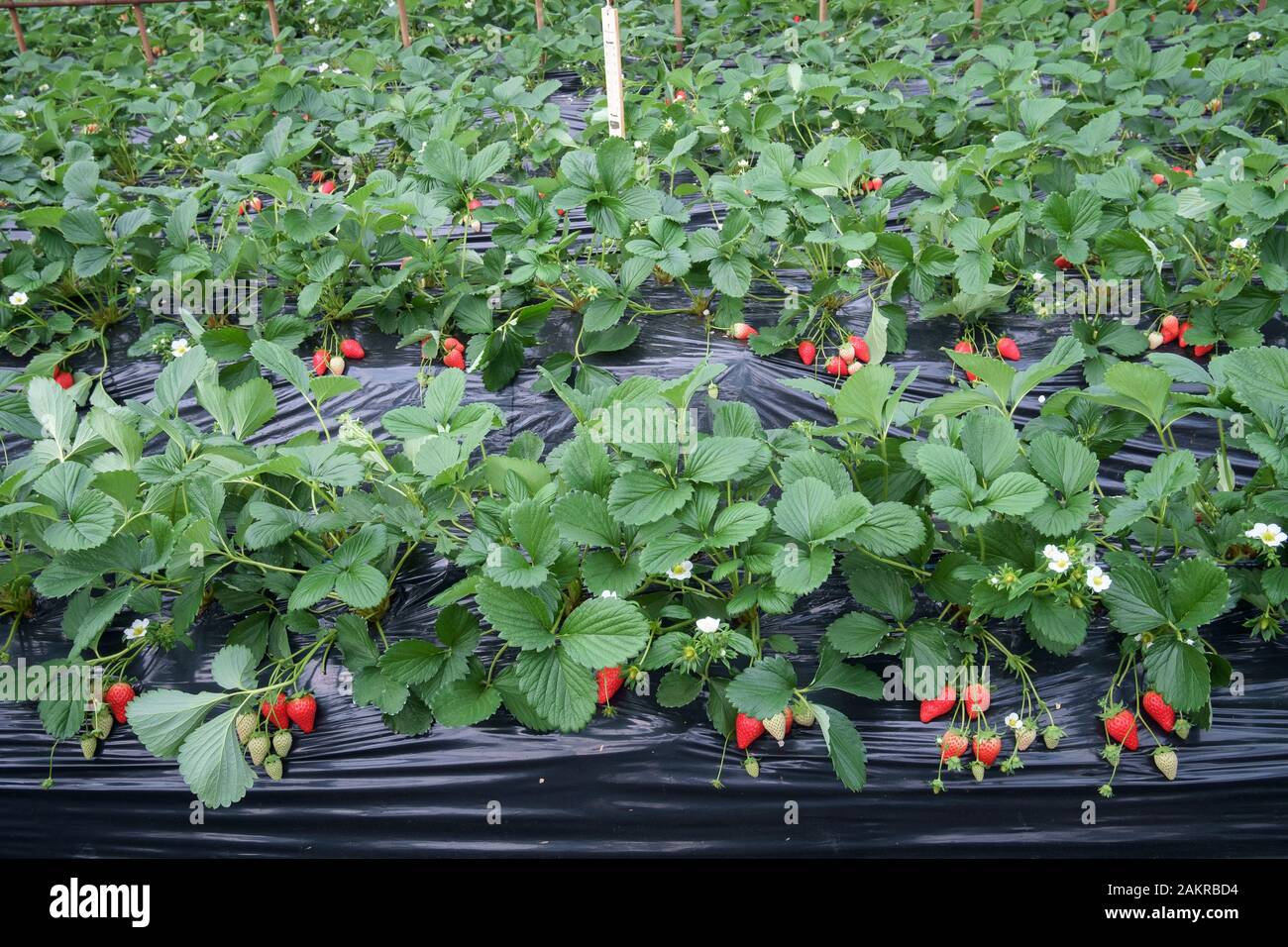 Greenhouse strawberry cultivation production in the countryside of ...