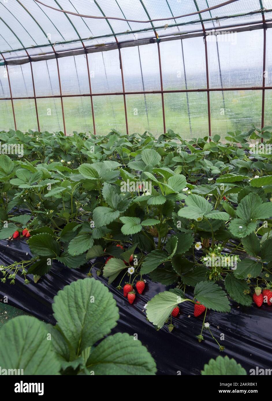 Greenhouse strawberry cultivation production in the countryside of ...