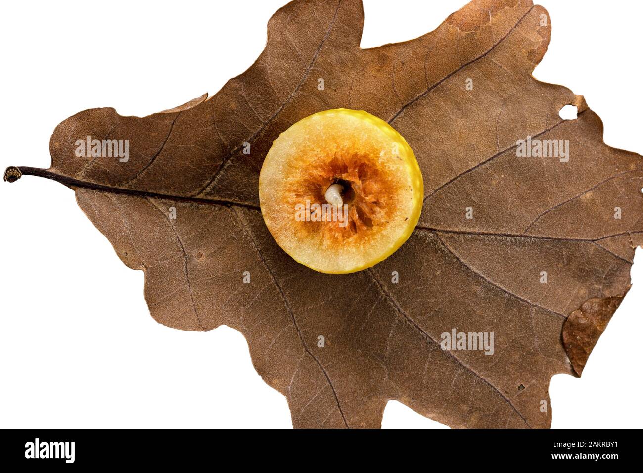 Oak gall apple with larva on leaf of a common oak, Common oak gall wasp ...