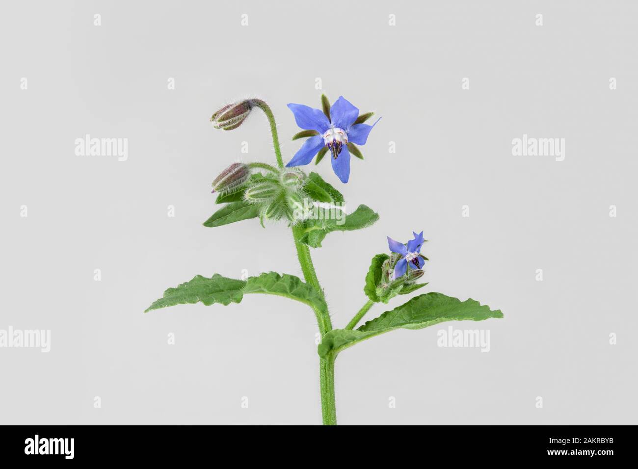 Blue flower of borage hi-res stock photography and images - Alamy