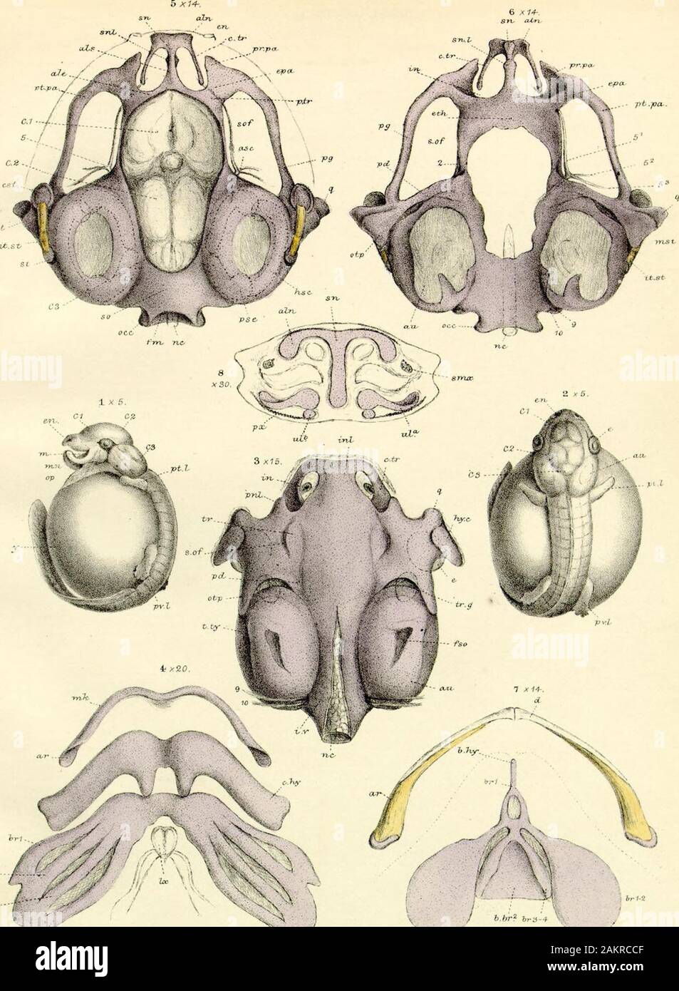 Bones removed hi-res stock photography and images - Alamy