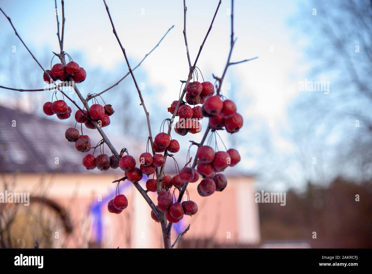 Small red apples on the bare branches of a tree Stock Photo - Alamy