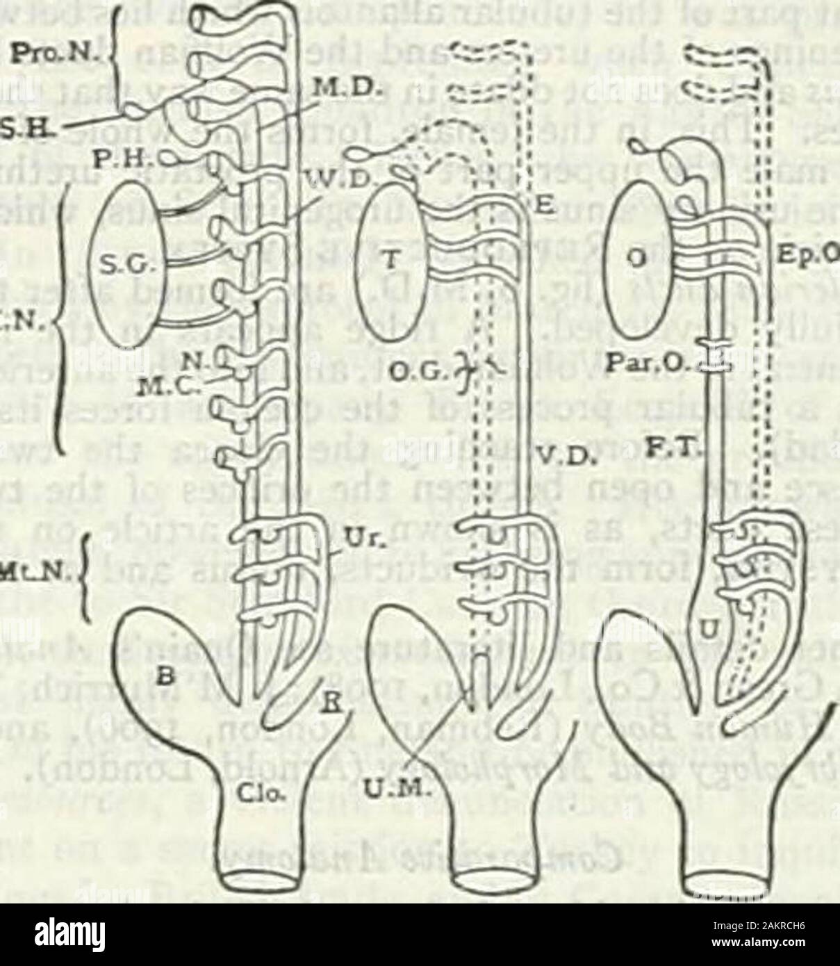 Wolffian duct hi-res stock photography and images - Alamy