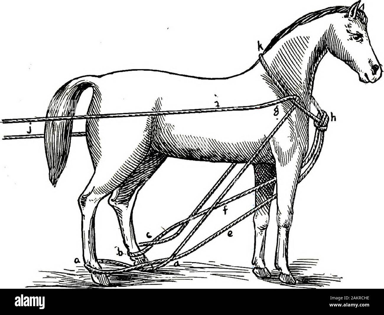 Restraint of domestic animals; a book for the use of students and ...