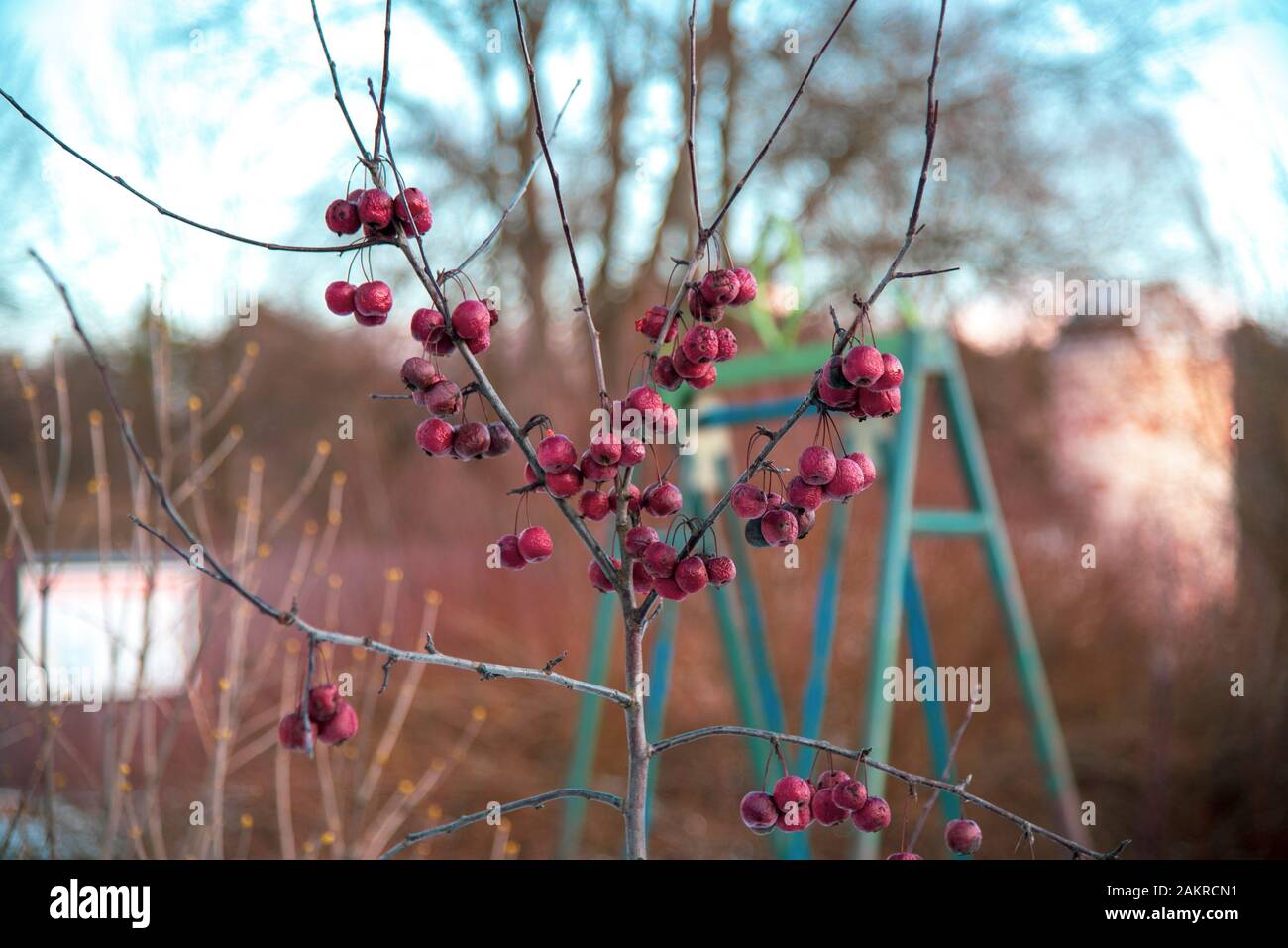 Small red apples on the bare branches of a tree Stock Photo - Alamy