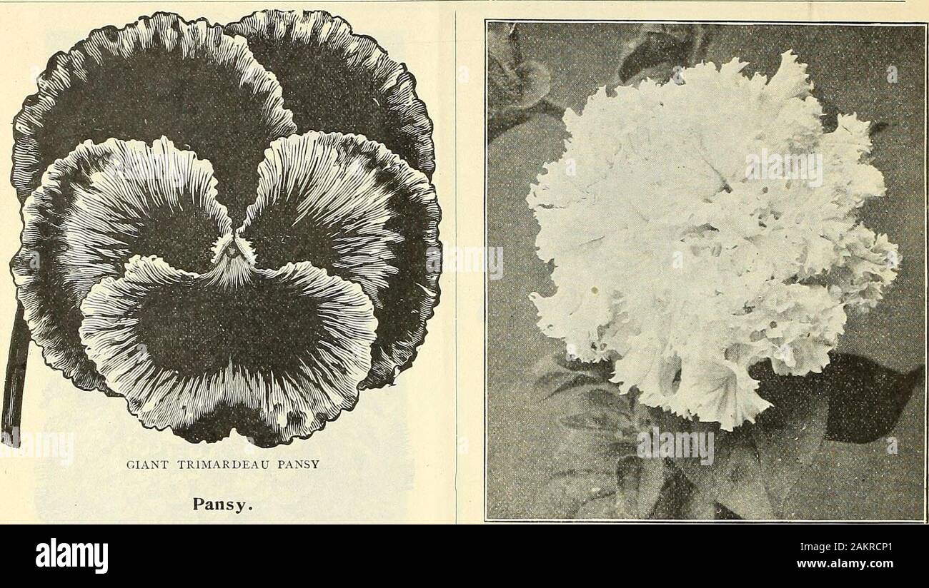 Tom greenhouse hi-res stock photography and images - Alamy