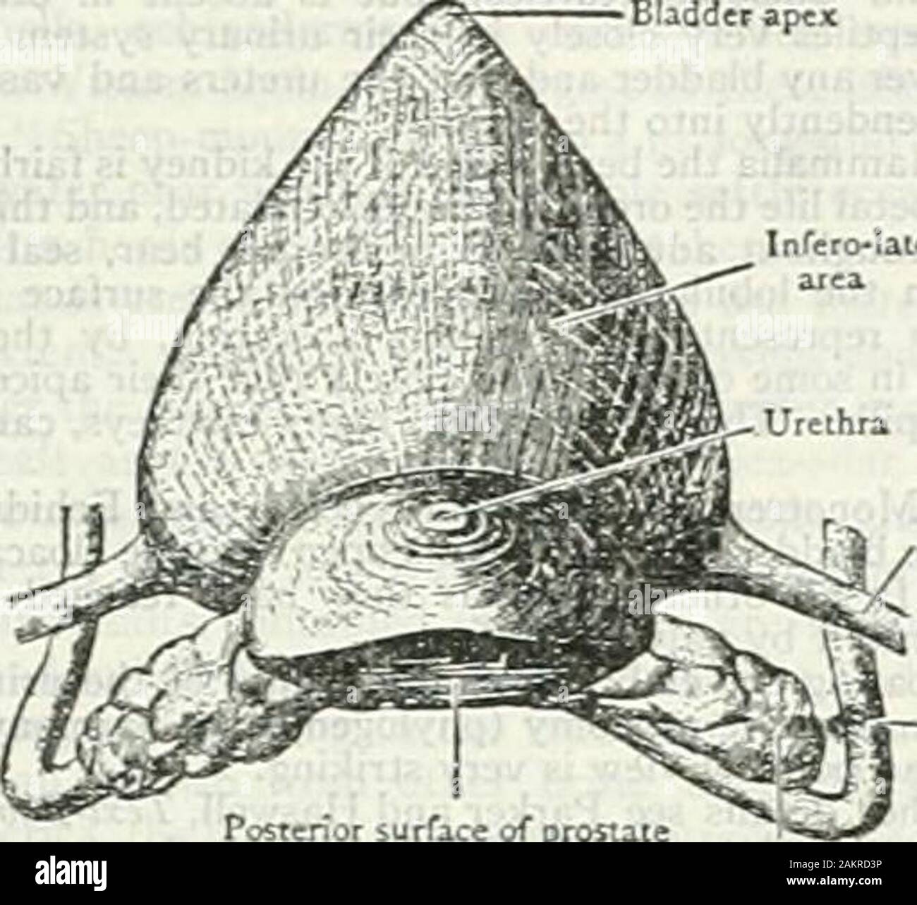 Urinary bladder layers hi-res stock photography and images - Alamy