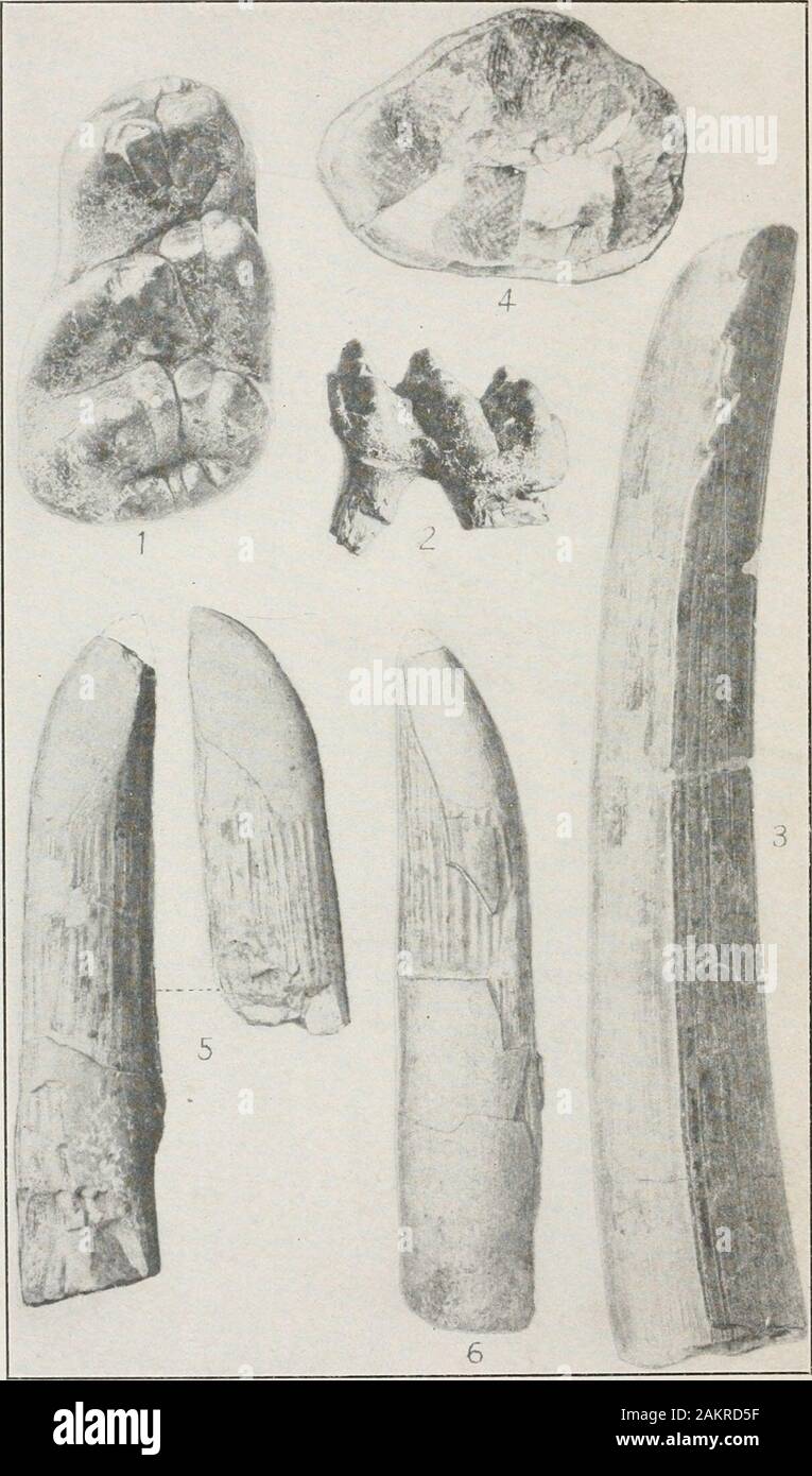 Gomphotherium hi-res stock photography and images - Alamy