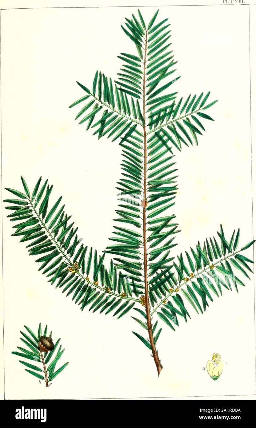 Cordia myxa hi-res stock photography and images - Alamy