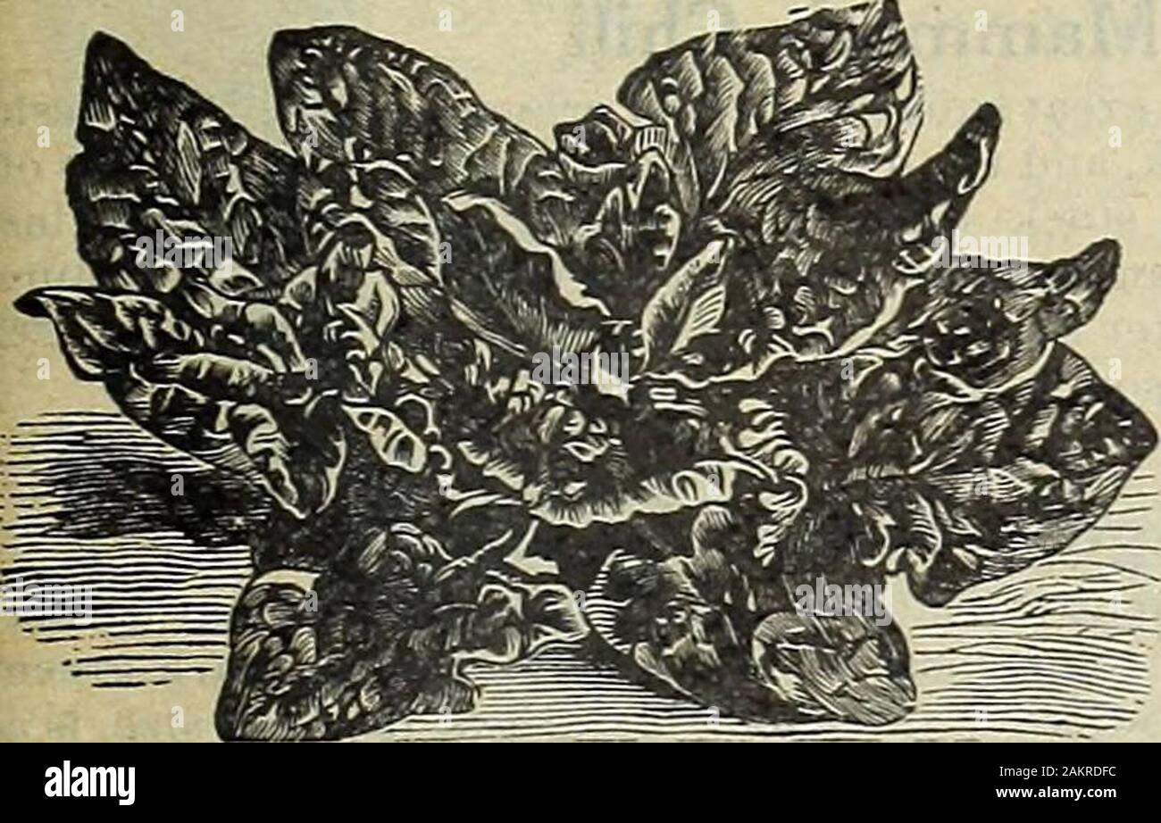 Springsowing hi-res stock photography and images - Alamy