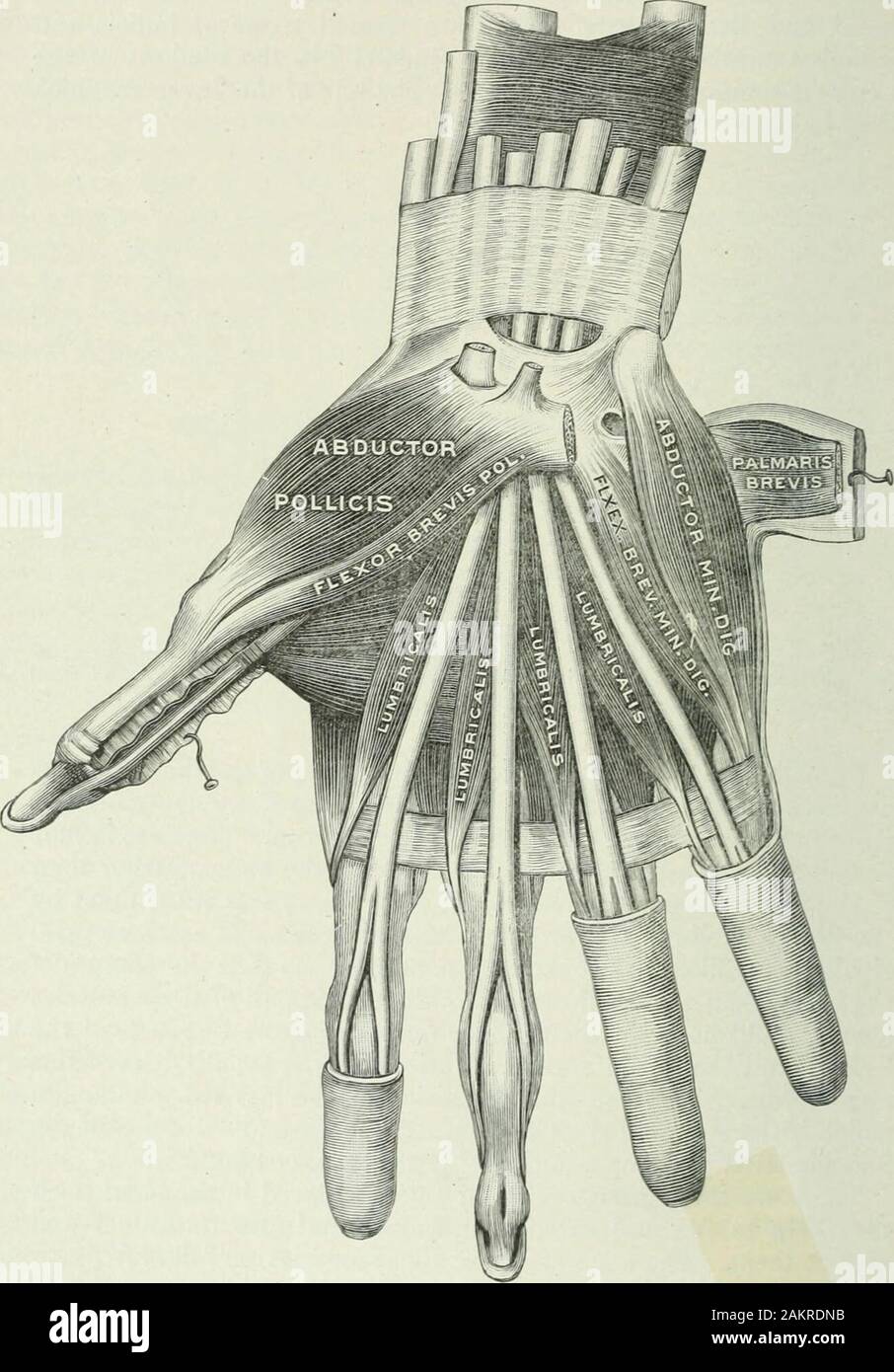 Applied anatomy and kinesiology; the mechanism of muscular movement ...