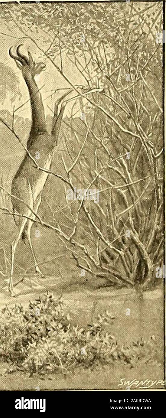 The book of antelopes . Sketch of Gerenuk, c? and 5 , in characteristic ...