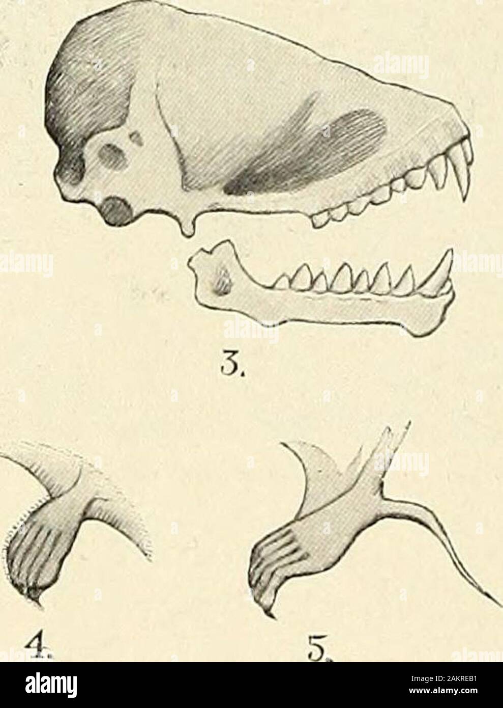 StNicholas [serial] . i. Head of a red bat, showing the queer organ in ...